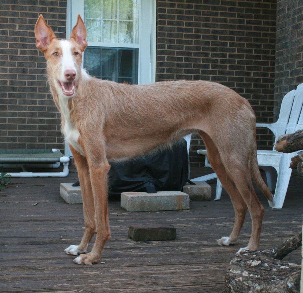 Ibizan Hound - The Breed Archive