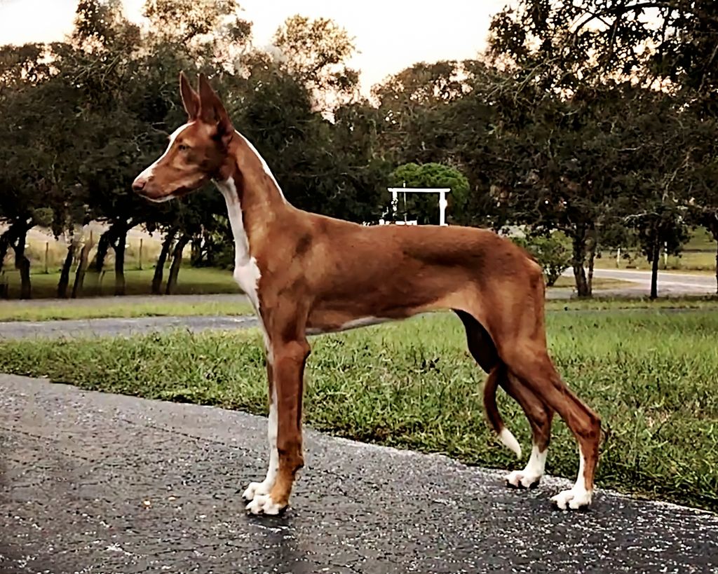 Ibizan Hound - The Breed Archive