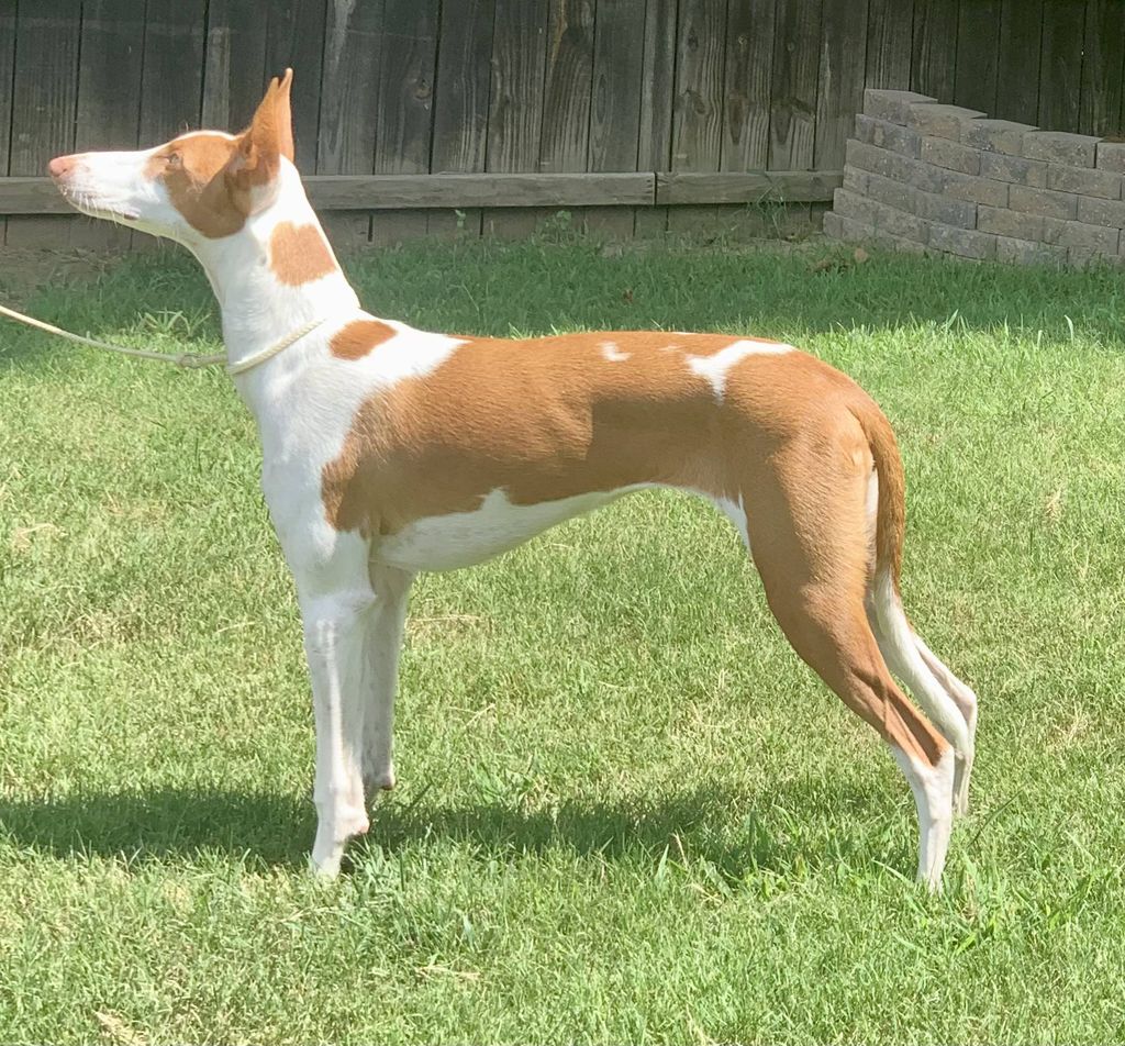Ibizan Hound - The Breed Archive