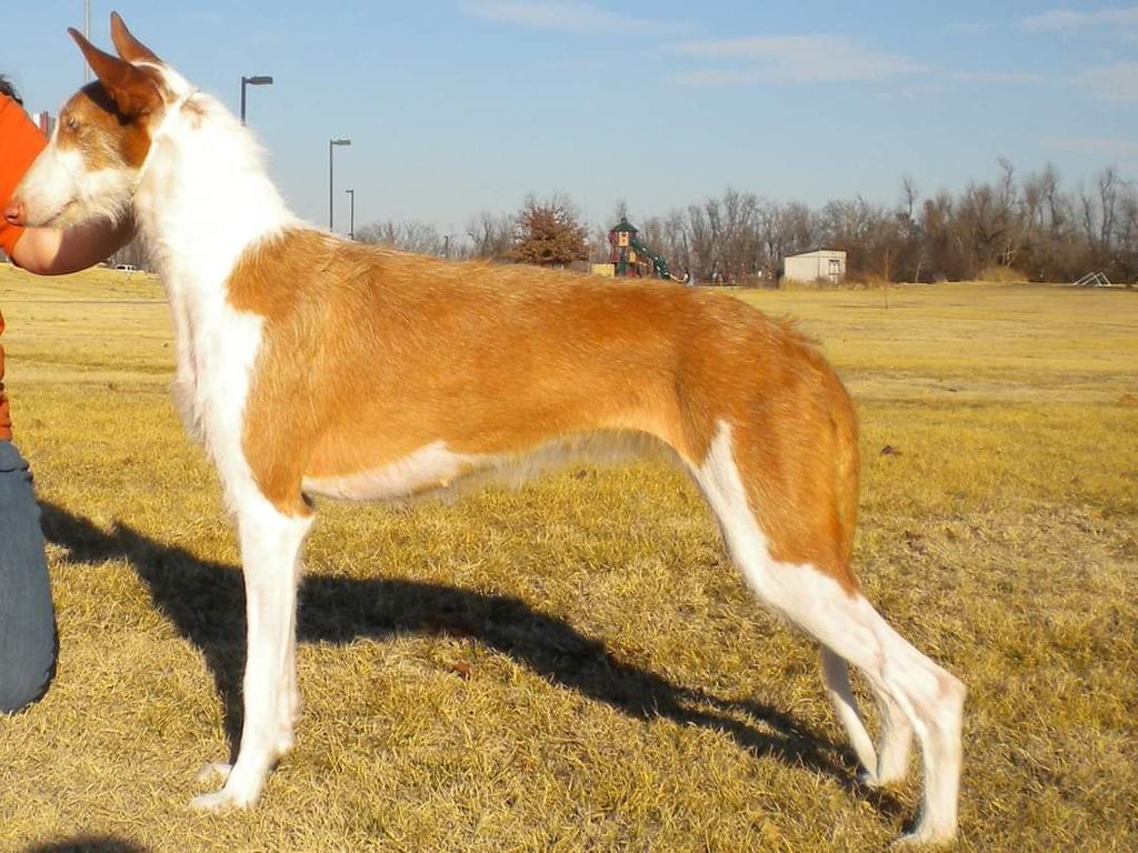 Ibizan Hound - The Breed Archive