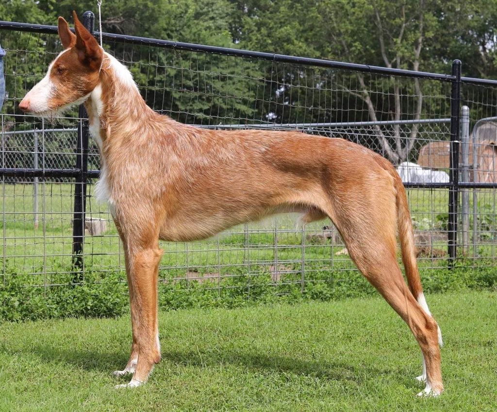 Ibizan Hound - The Breed Archive