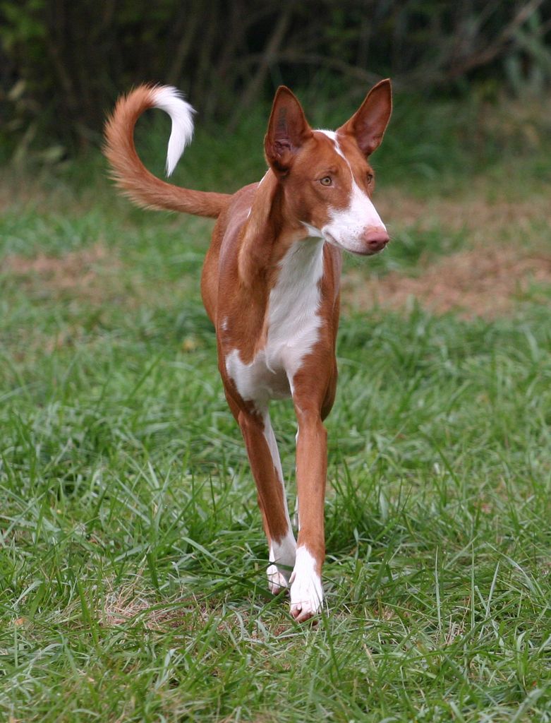 Ibizan Hound - The Breed Archive