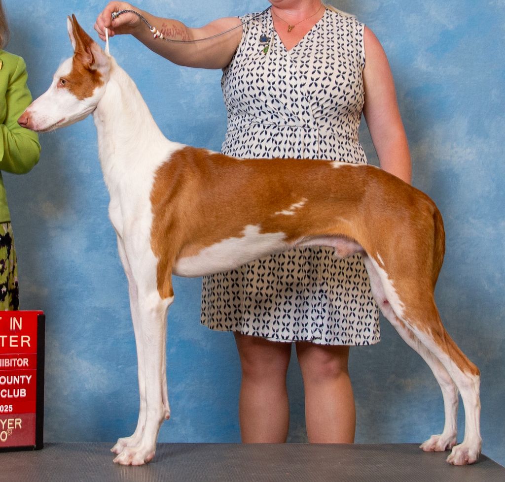 Ibizan Hound - The Breed Archive
