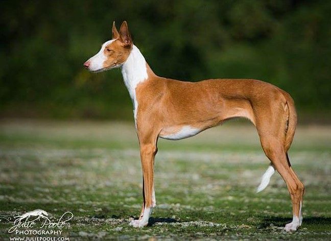 Ibizan Hound - The Breed Archive